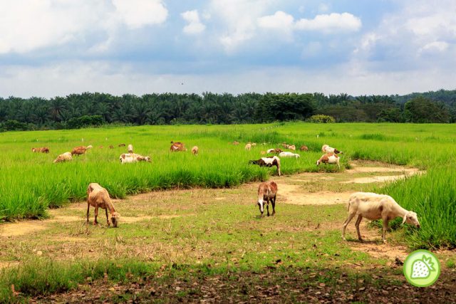 UK Agro Farm @ Kluang : Indulge Yourself with Nature! | Malaysian Foodie