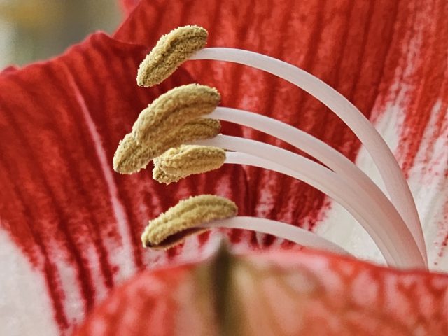 Macro Photography with the Samsung S23 Ultra | Malaysian Foodie