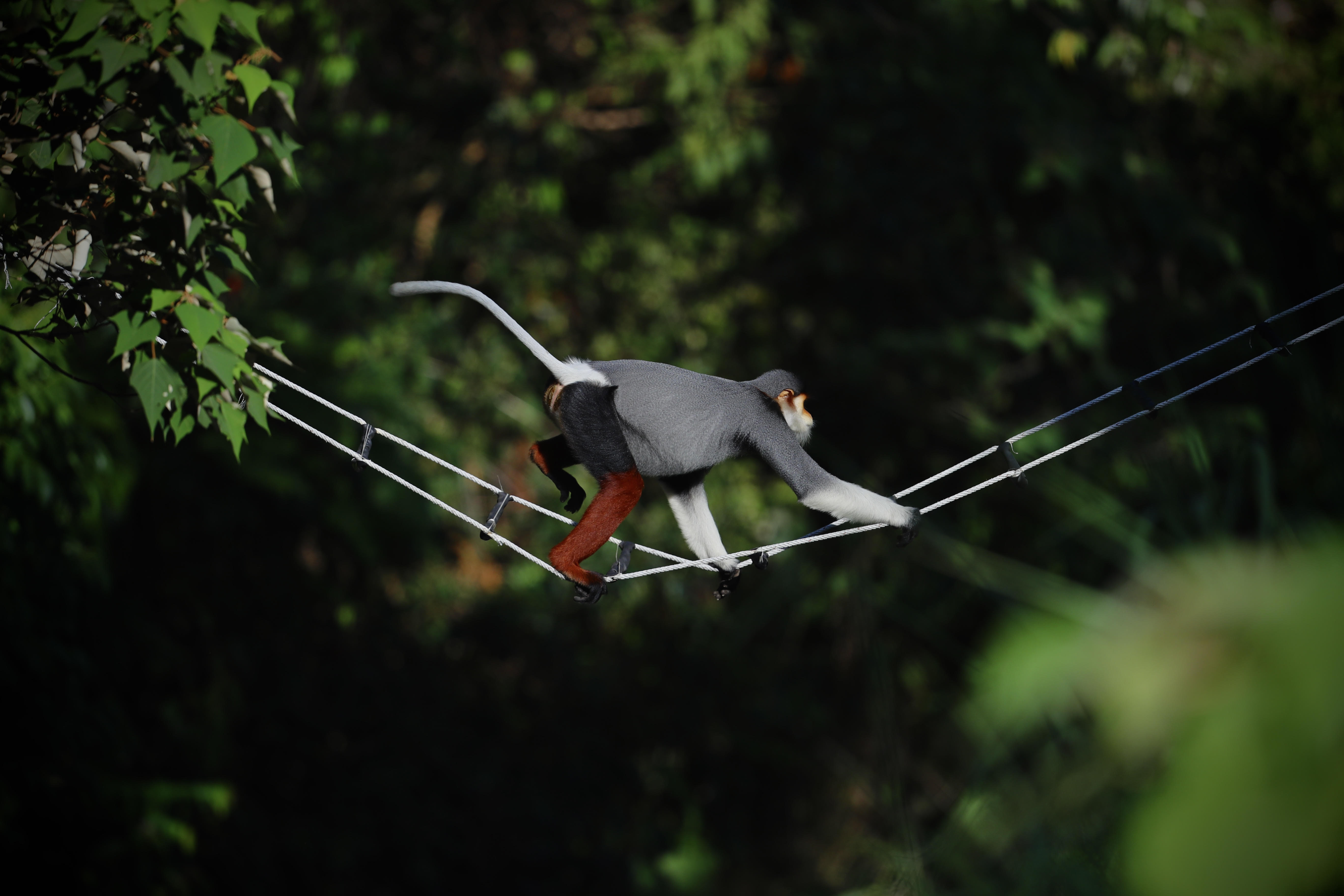 InterContinental Danang builds bridges for the conservation of ...